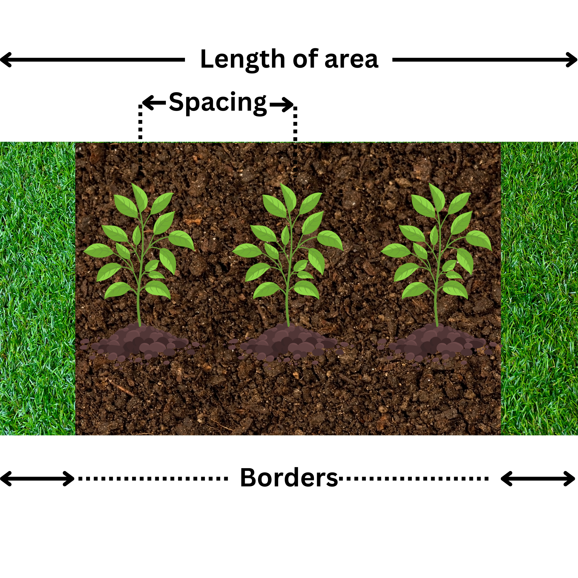 Plant Hedging Spacing Calculator | Exotic Botanic
